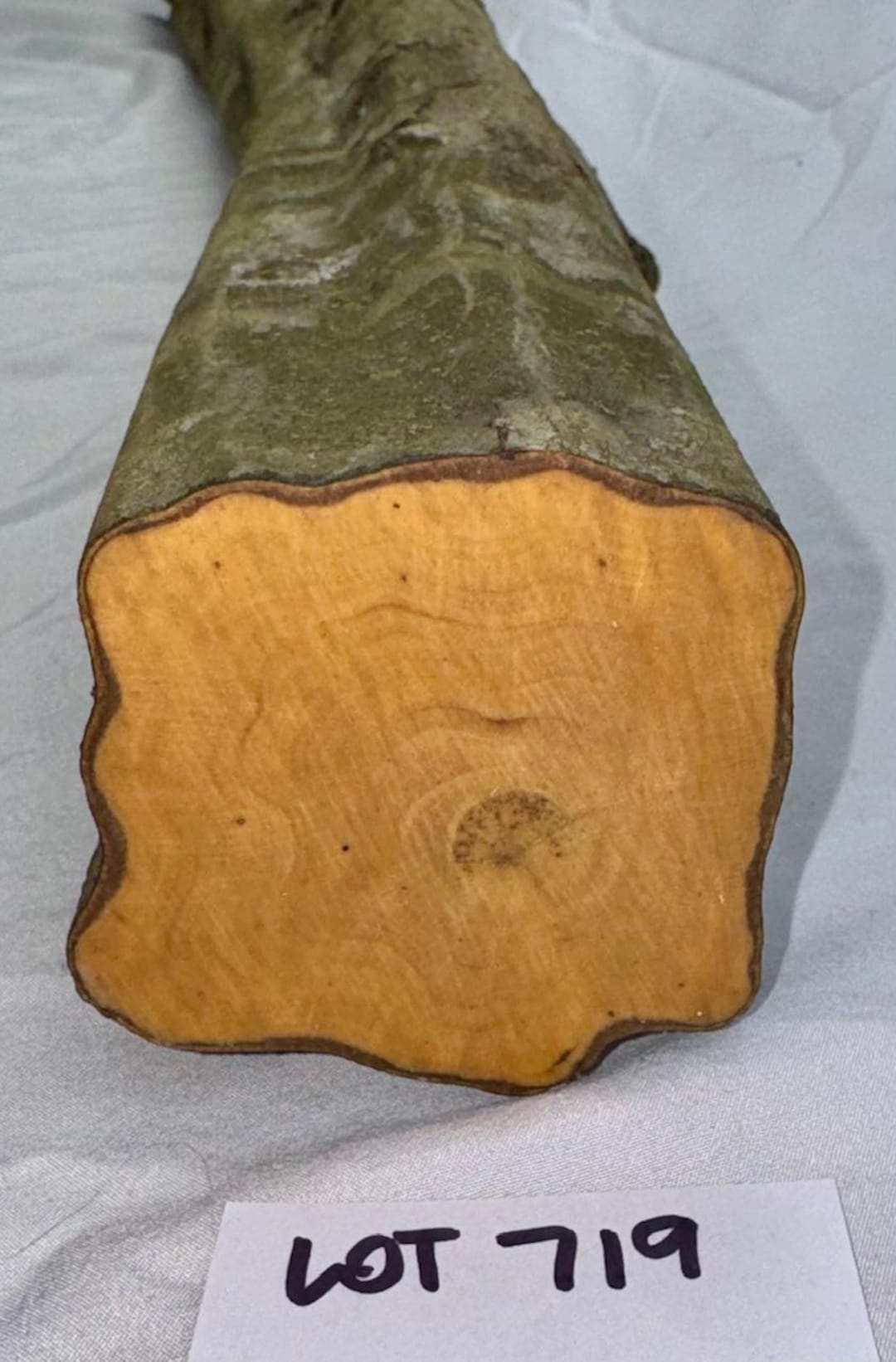 Musclewood Project Log for Wood Carving, Turning, Crafts or Decoration ...