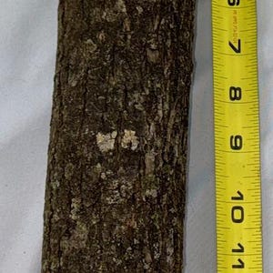 Black Walnut Craft Log, 14.75 X 2.25 Inches Green Project Wood - Etsy