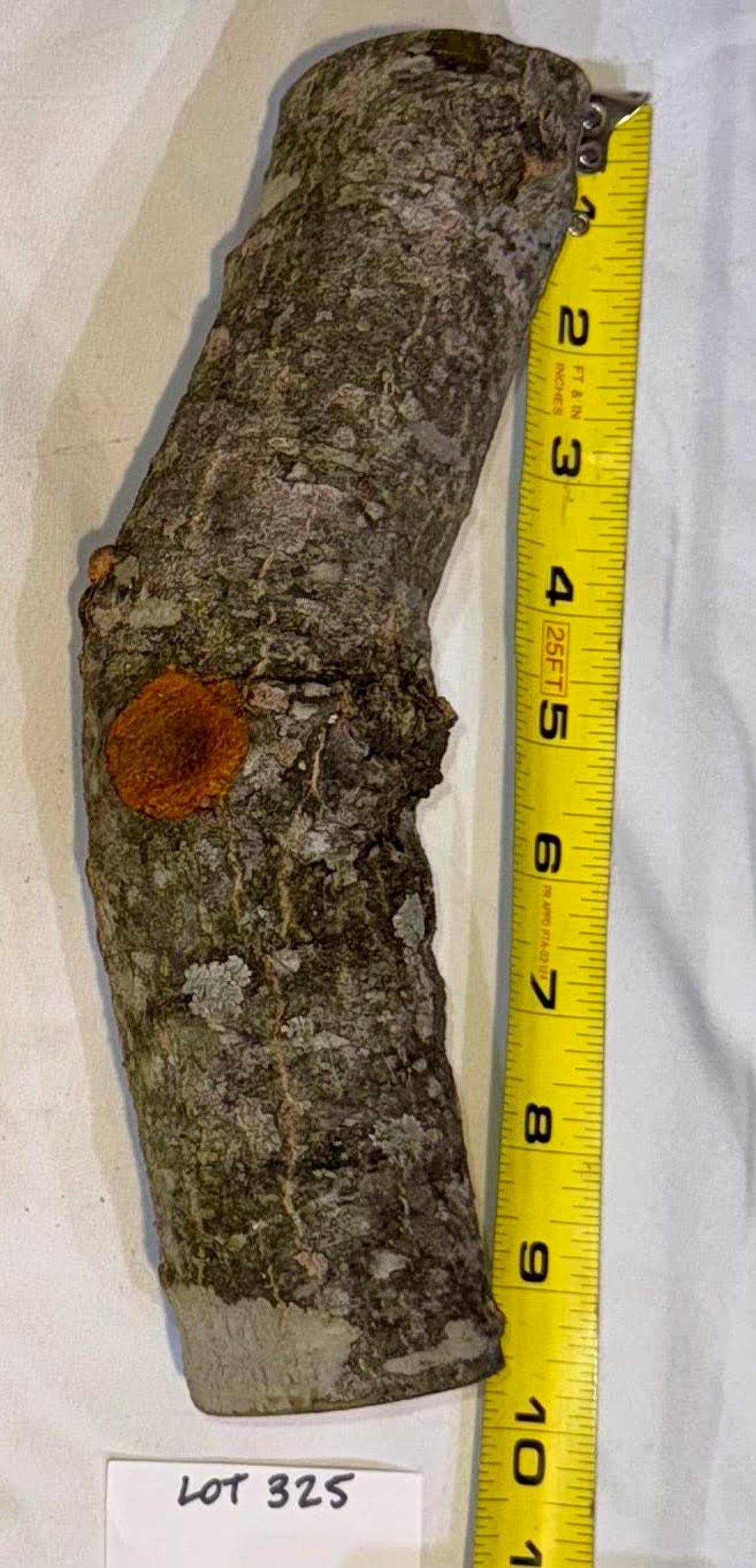 Honey Locust Craft Log, Green Project Wood for Wood Working, Wood ...
