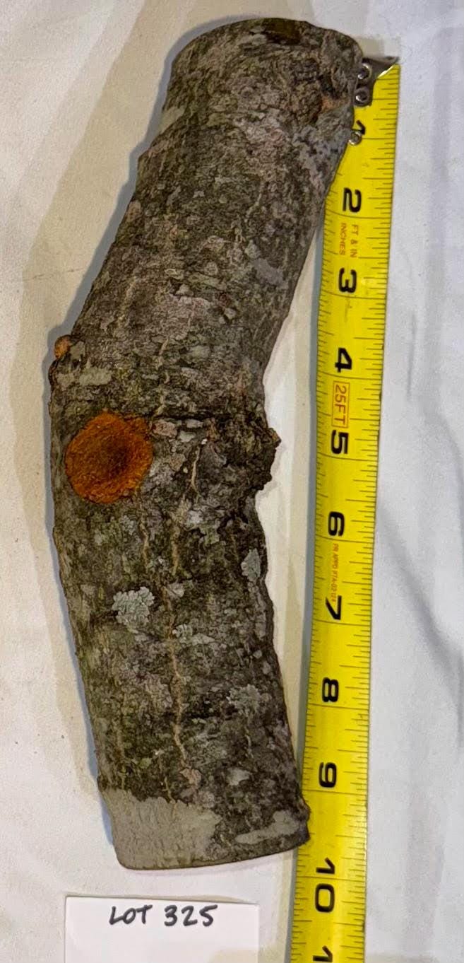 Honey Locust Craft Log, Green Project Wood for Wood Working, Wood ...