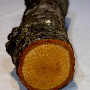 Honey Locust Craft Log, Green Project Wood for Wood Working, Wood ...