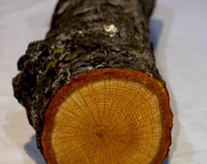 Honey Locust Craft Log, Wood Carving, Wood Turning Blank - Etsy