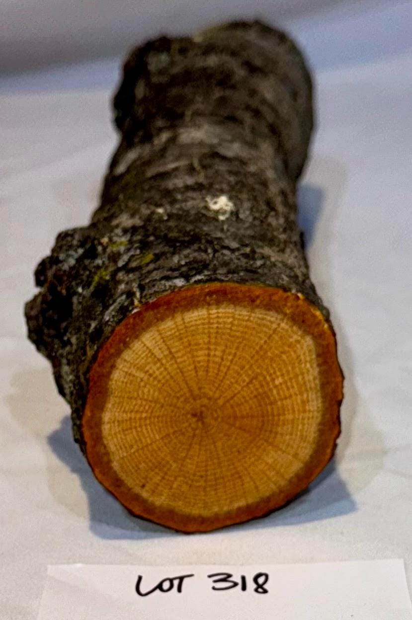 Honey Locust Craft Log, Green Project Wood for Wood Working, Wood ...