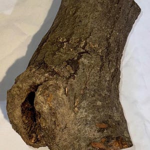 Beautiful Spalted Red Oak Craft Log With Branch Junction Crotch ...