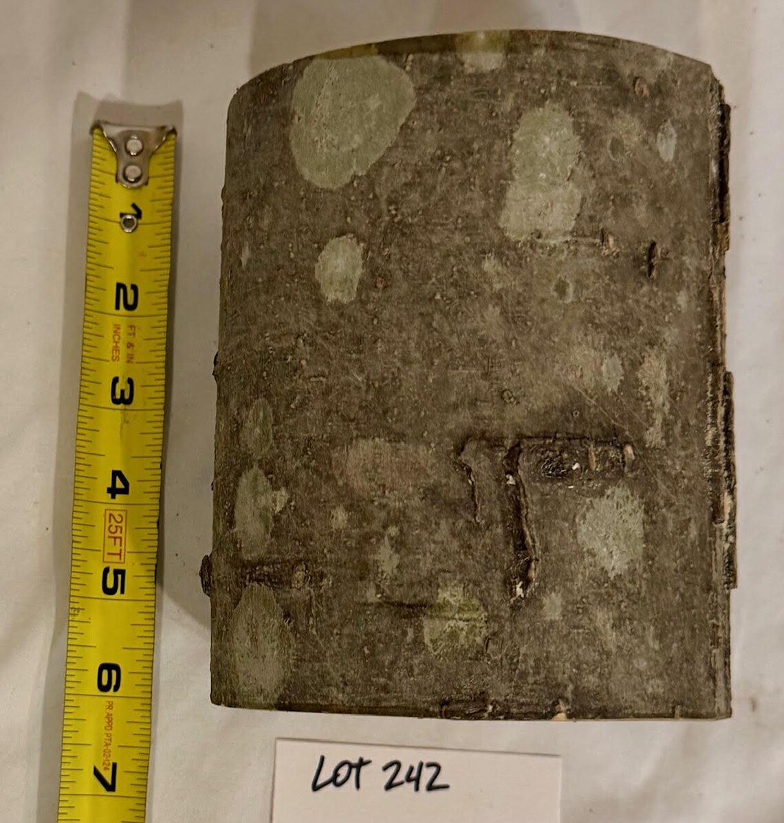 Hackberry Project Log, Green Project Wood for Wood Working, Wood ...