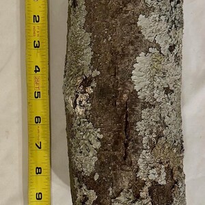 Honey Locust Wood, Green Project Wood, Woodworking Blanks (8.75x4 ...