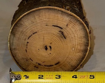 Honey Locust Project Log, Green Project Wood for Wood Carving, Wood ...