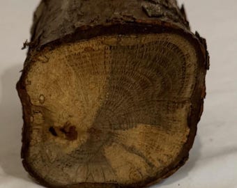Spalted Red Oak Craft Log, Project Wood for Woodworking, Wood Carving ...