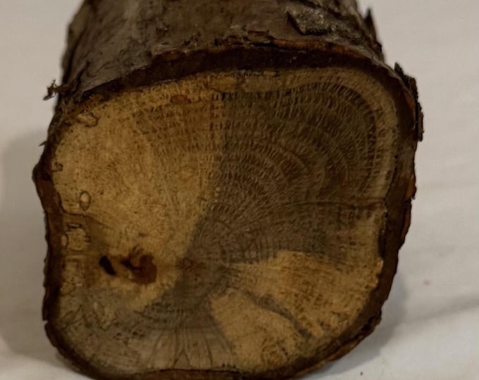 Beautiful Spalted Red Oak Craft Log, Project Wood for Wood Turning ...