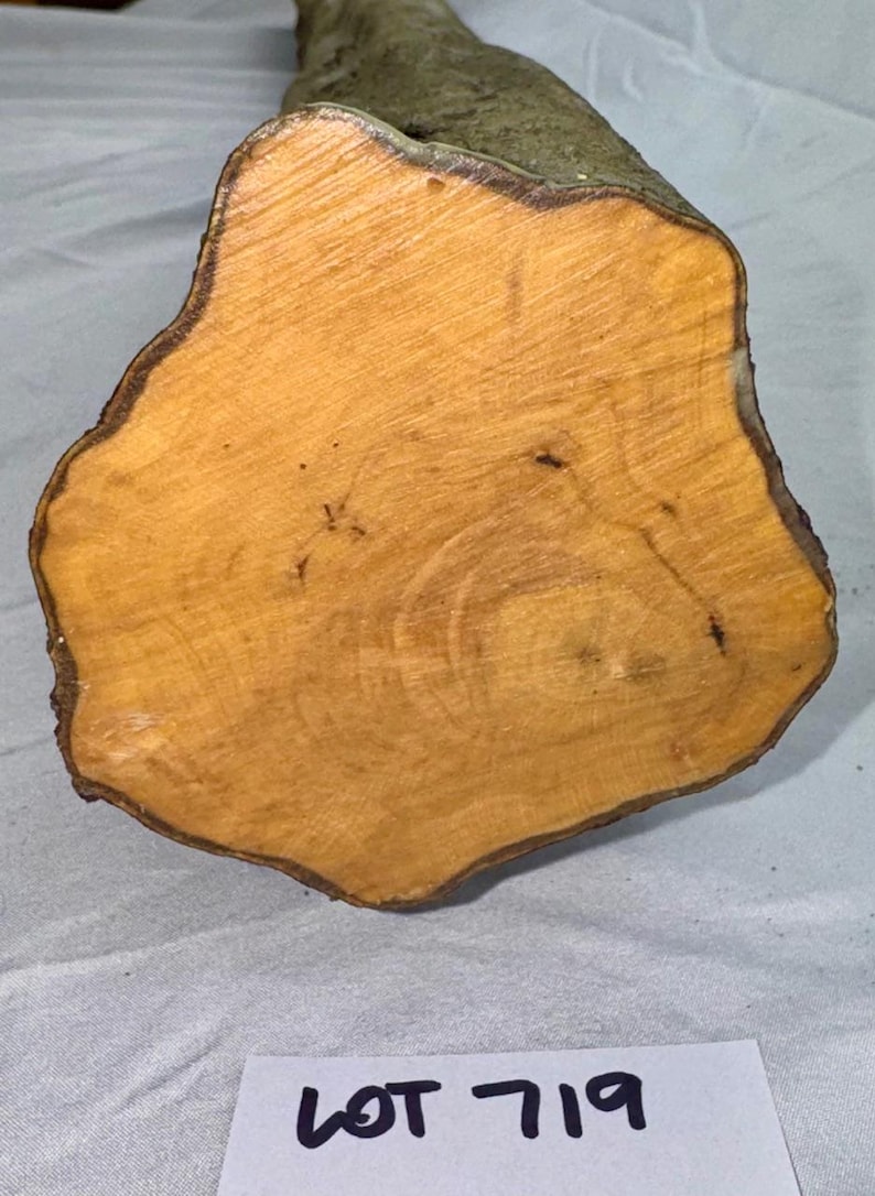 Musclewood Project Log for Wood Carving, Turning, Crafts or Decoration ...