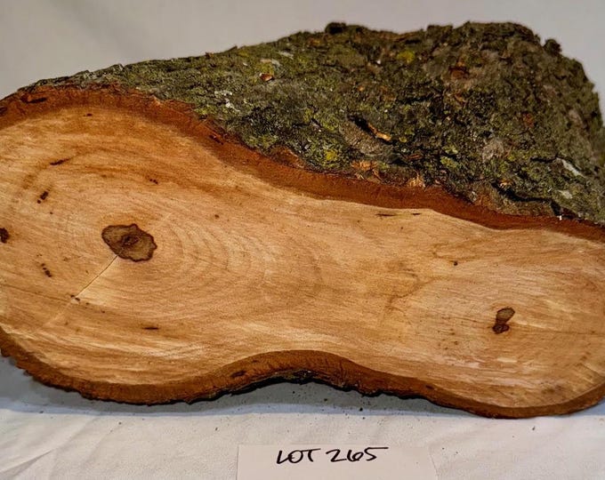 Beautiful Pecky Pecan Project Wood, Bird Pecked Pecan Log for Wood ...