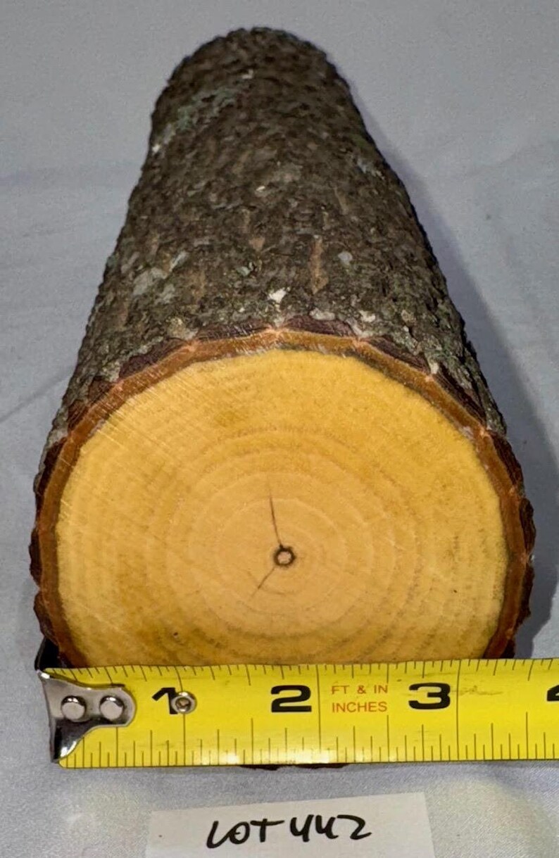 Persimmon Project Log, Green Project Wood for Woodworking, Wood Carving ...