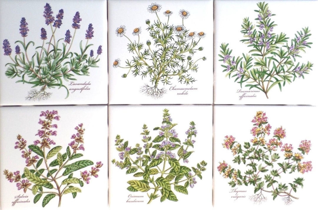 Ceramic Botanical Herb Ceramic Tile 4.25" Basilicum Chamaemelum ...