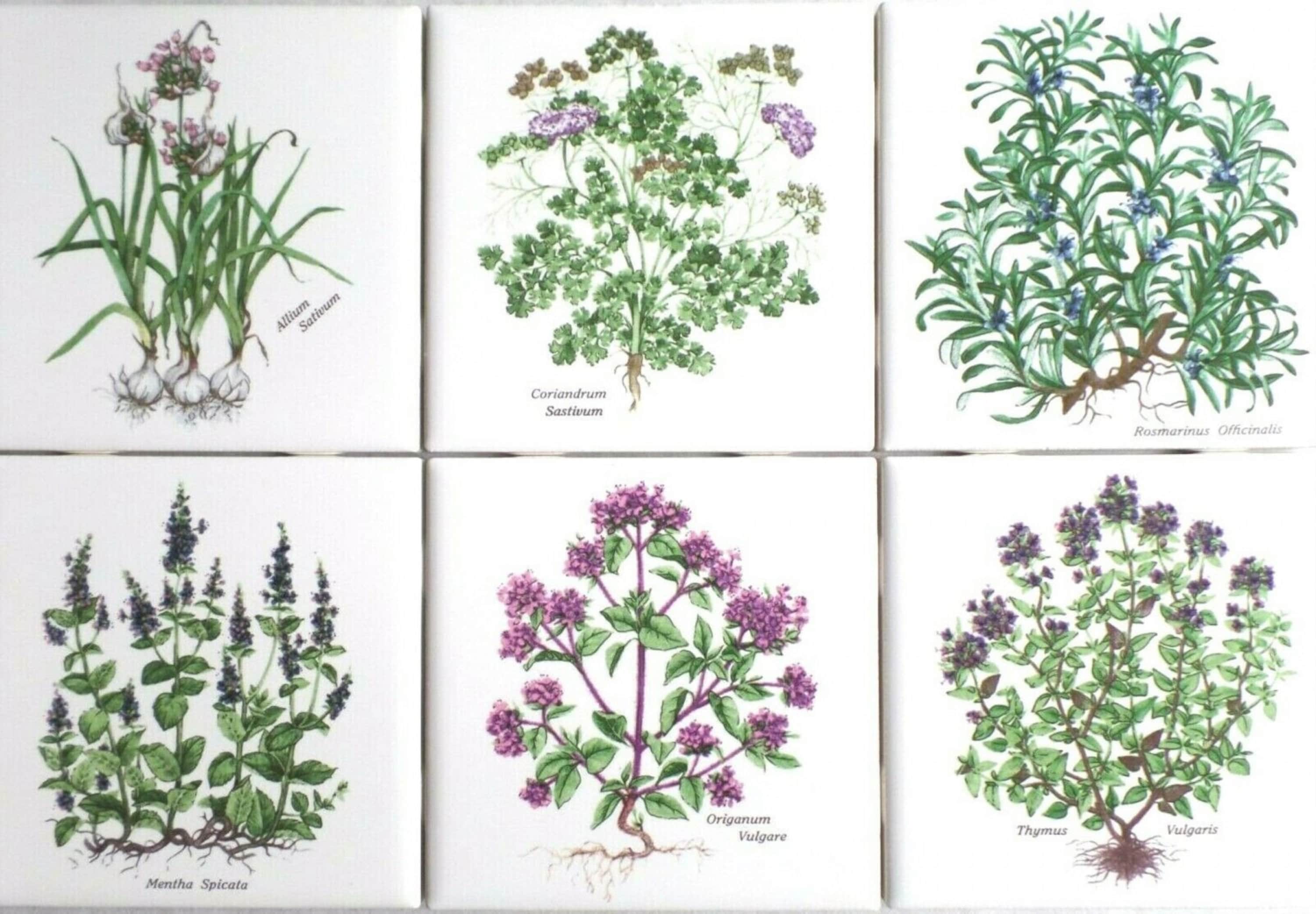Ceramic Botanical Herb Ceramic Tiles Set 6 / 4.25" X 4.25" Kiln Fired ...