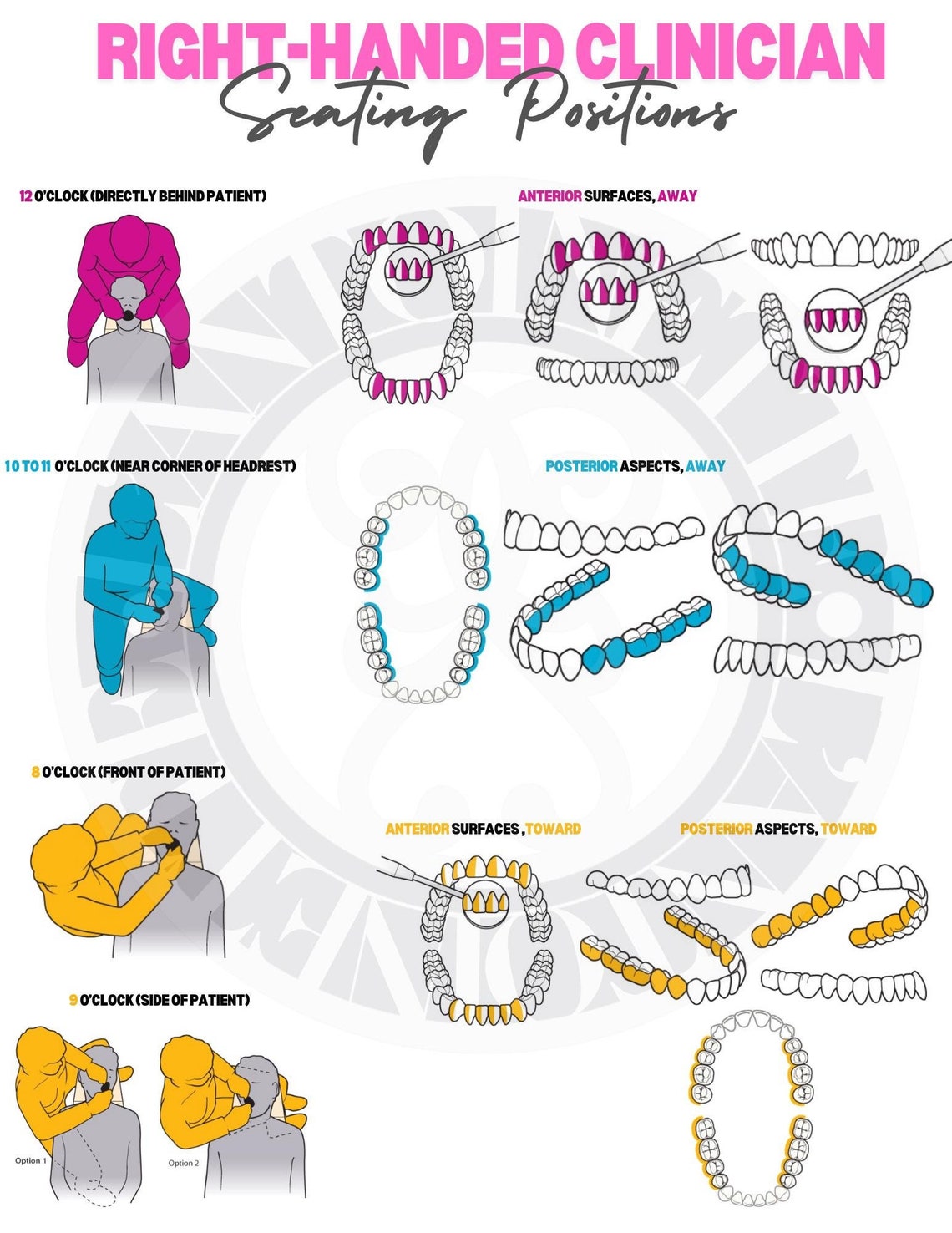 Dental Seating Positions - Right Handed - Etsy