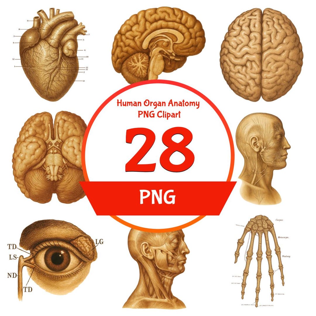 28 Human Organ Anatomy PNG Clipart | Medical Illustrations Instant ...