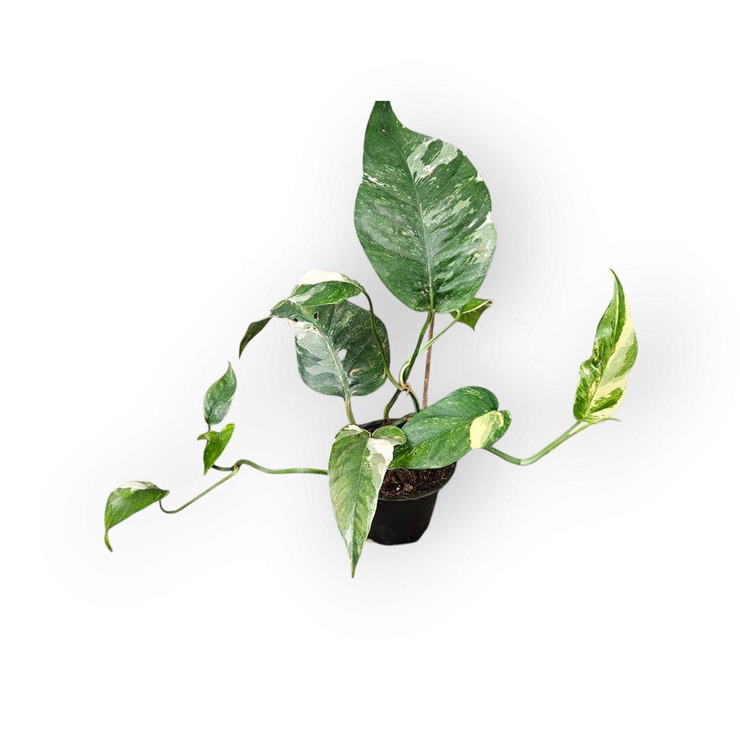 Epipremnum Pinnatum Albo | 4in Pot | Pothos | Easy Care | Trailing or ...