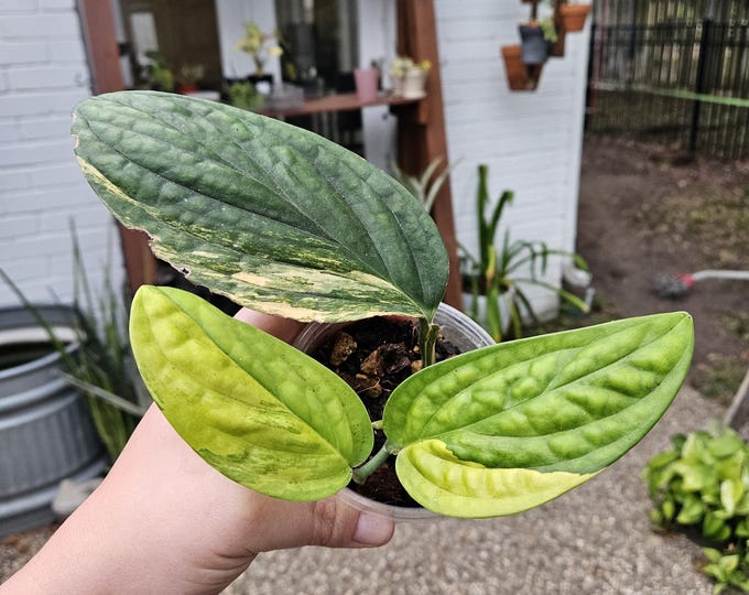 Monstera Peru Variegated | Exact Plant - Etsy