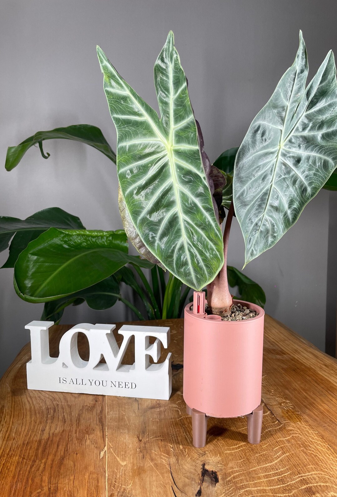 Self-watering Pot With Level Indicator – Easy Plant Management for Your ...
