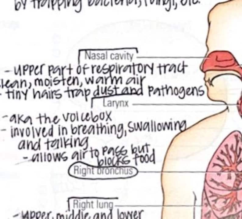2024-2025 CPT Surgery / RESPIRATORY System Book Notes - Etsy