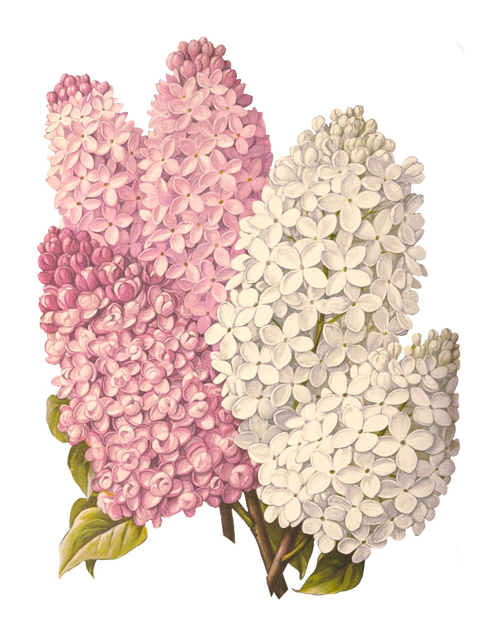 Large High Resolution Vintage French Lilac Printable Digital Image ...