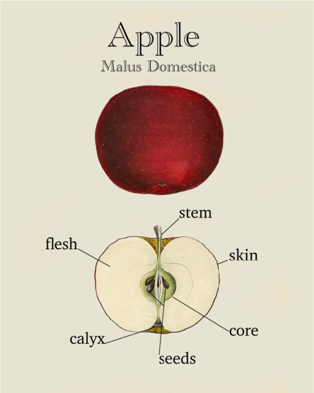 Partes de una manzana. Vintage educativo imprimible cartel - Etsy México