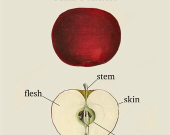 Apple Anatomy Parts of an Apple Poster Digital Print - Etsy