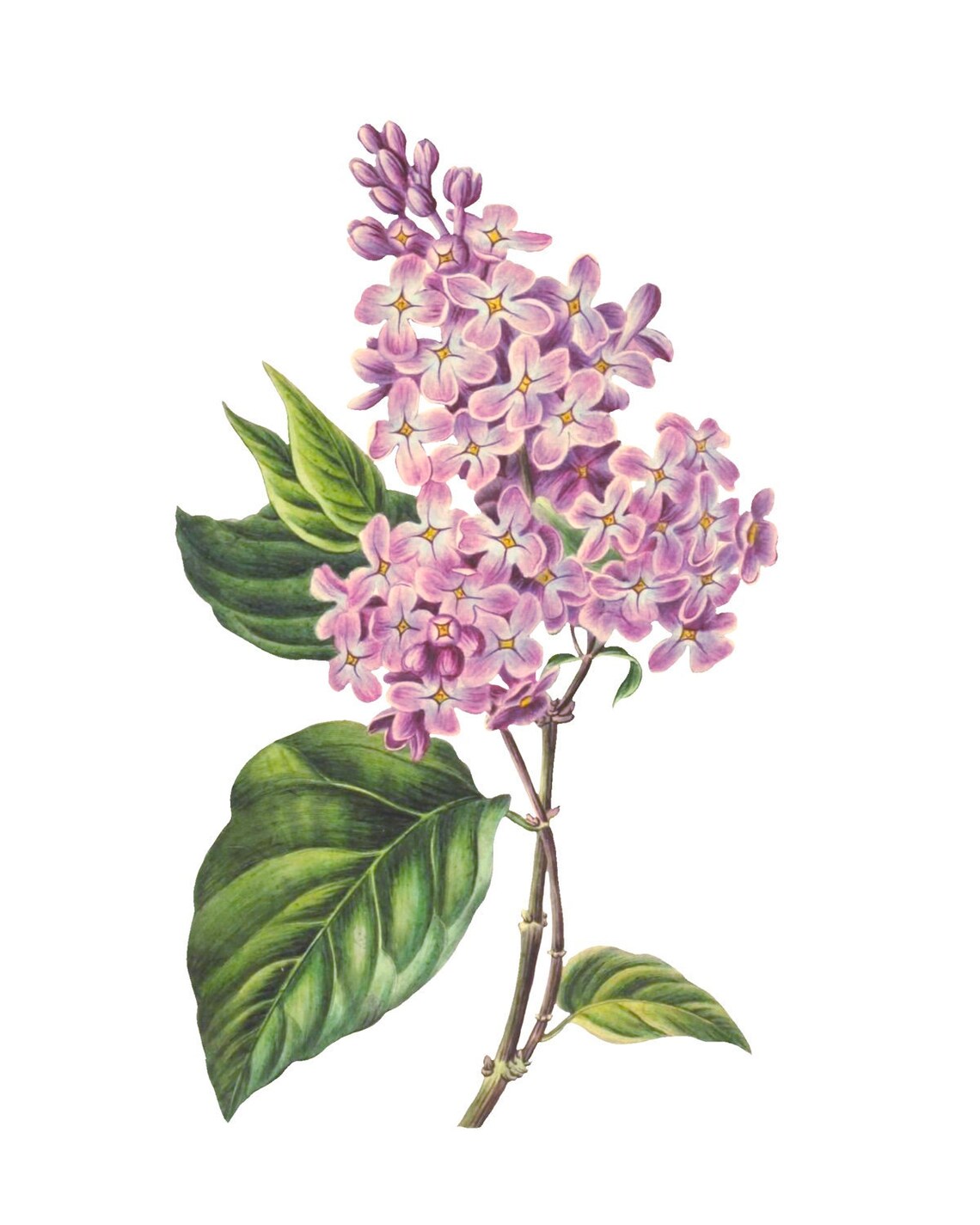 Large High Resolution Vintage French Lilac Printable Digital Image ...