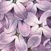 Large High Resolution Vintage French Lilac Printable Digital Image ...