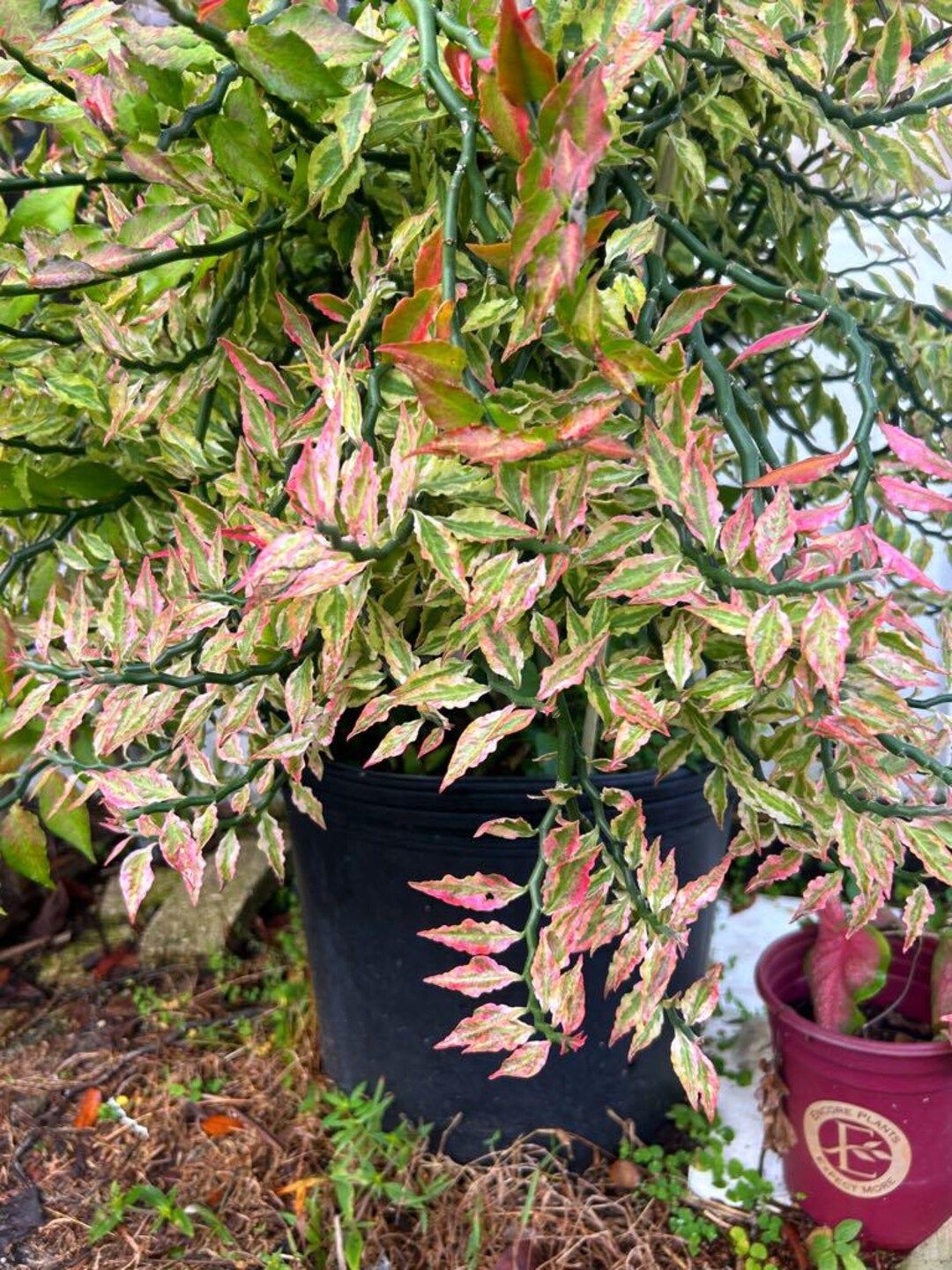 Pink Variegated Devil’s Backbone – Unrooted Cutting, Zigzag Succulent ...
