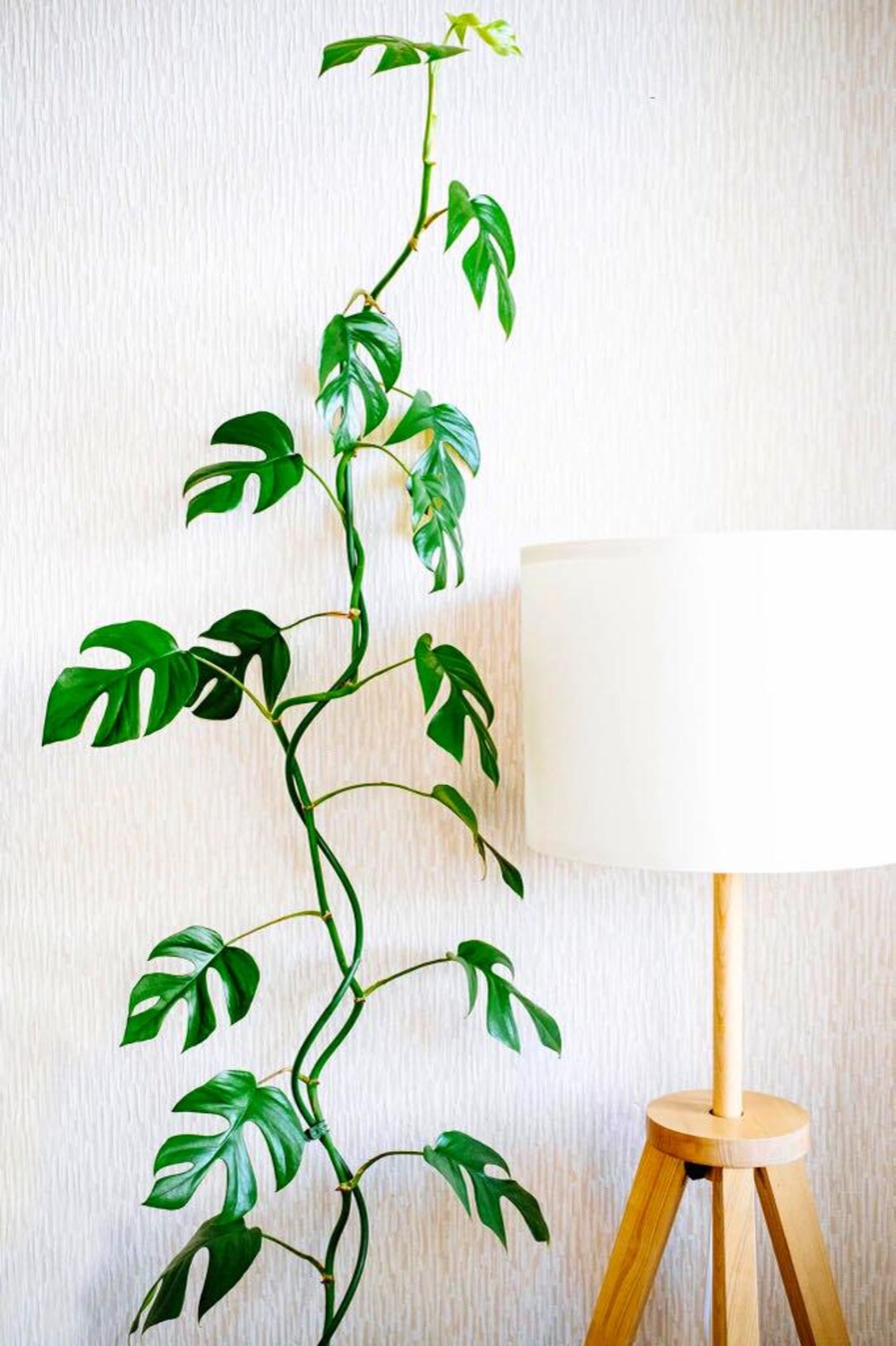 Rhaphidophora Tetrasperma – Rooted Mini Monstera Cutting, Easy Care ...