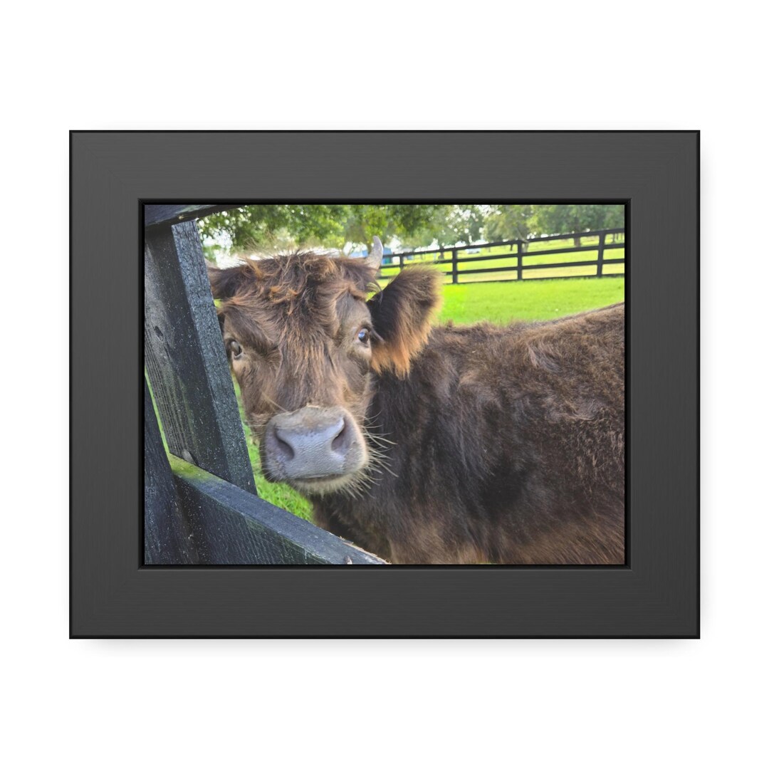 Framed Poster Highland Cow Farm Scene Print Wall Art - Etsy