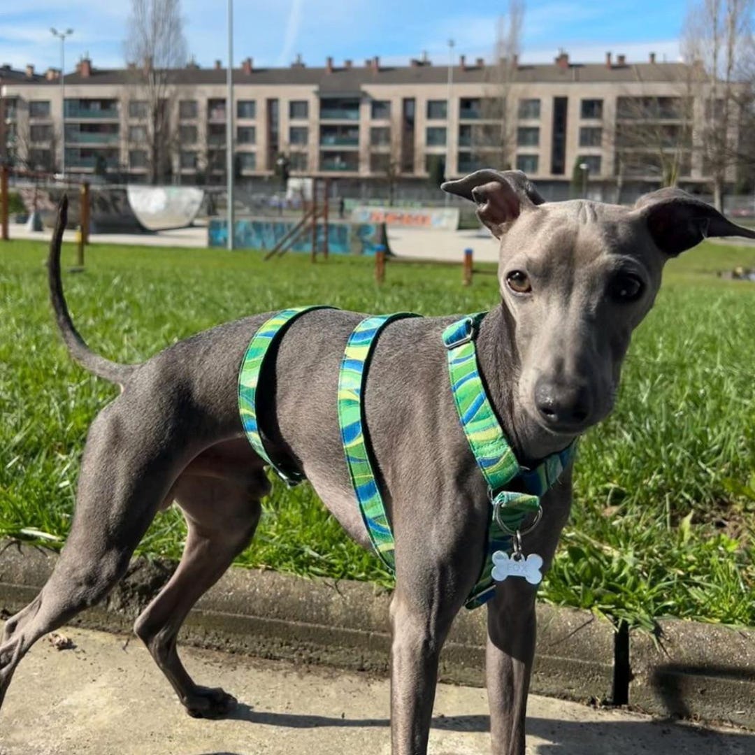 Triple Dog Harness Green Dragonfly for Greyhound. Handmade With Cotton ...