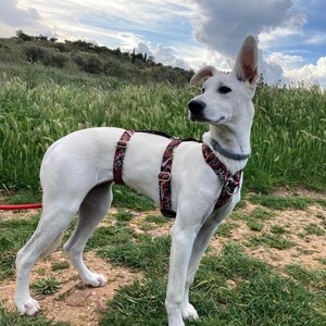 Triple Dog Harness Red Pasley for Greyhound. Handmade With Cotton ...