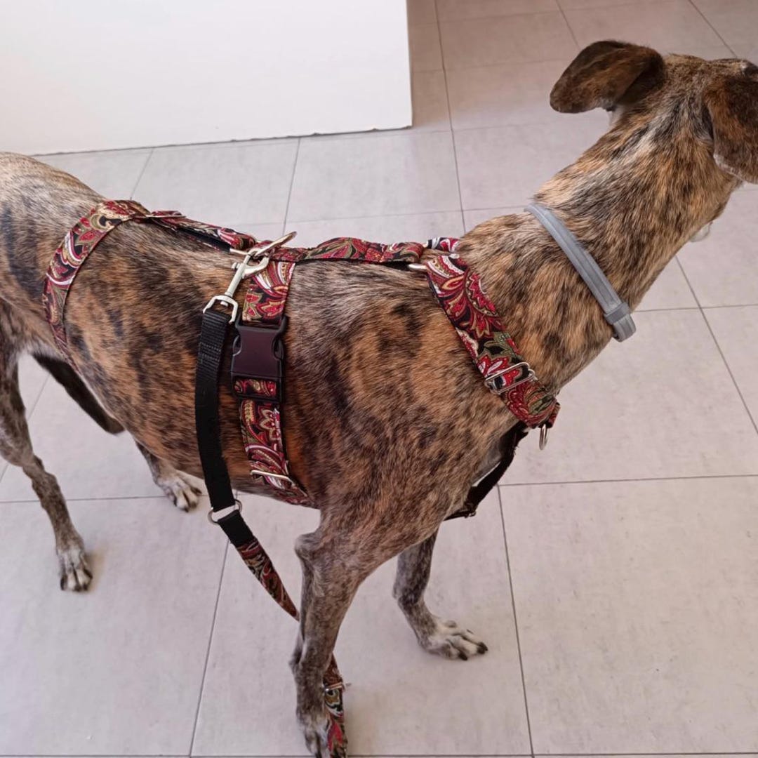 Triple Dog Harness Red Pasley for Greyhound. Handmade With Cotton ...