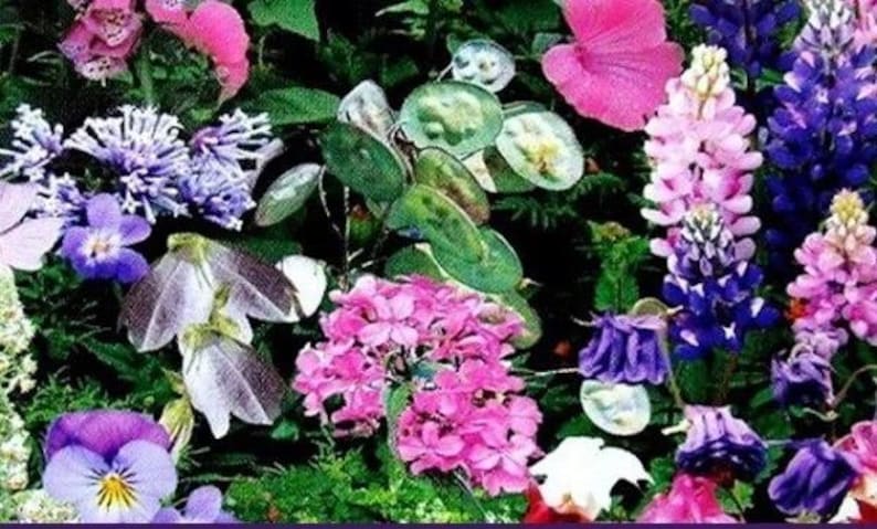 A Mixture of Shade-loving Plants - 100 Seeds - Non GMO - Etsy Canada