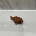 Catfish Mini Micro Animal Brown Fish Fidget Toy - Etsy