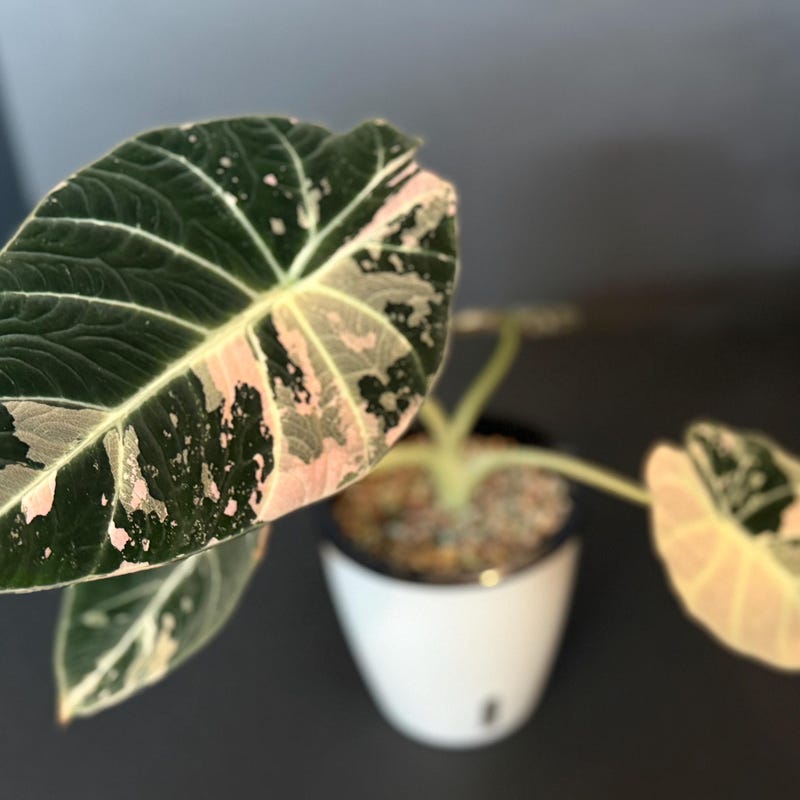 Alocasia Black Velvet - Etsy