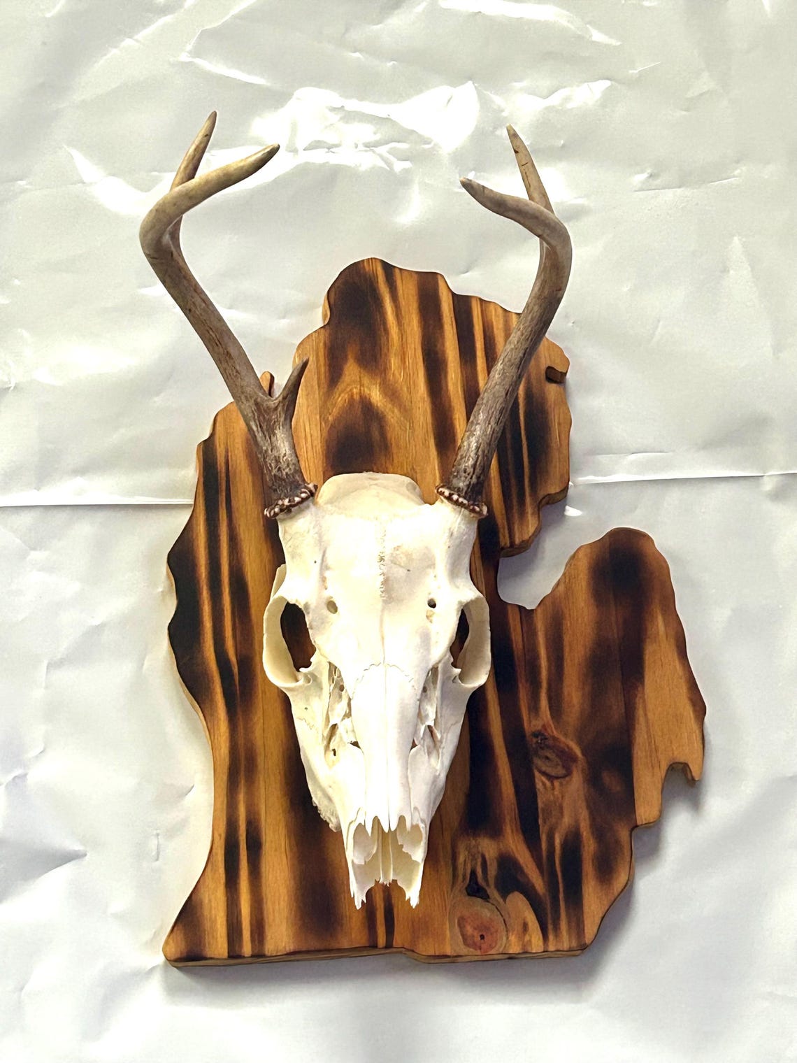 European Deer Skull Mount Plaque, Euro Mount Michigan Hand Crafted - Etsy