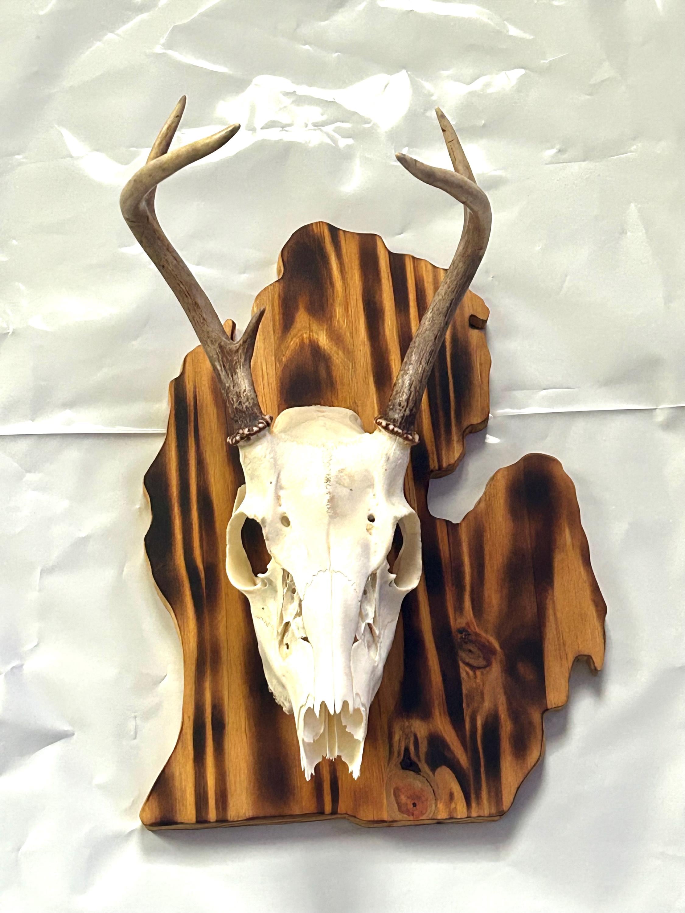 European Deer Skull Mount Plaque, Euro Mount Michigan Hand Crafted - Etsy