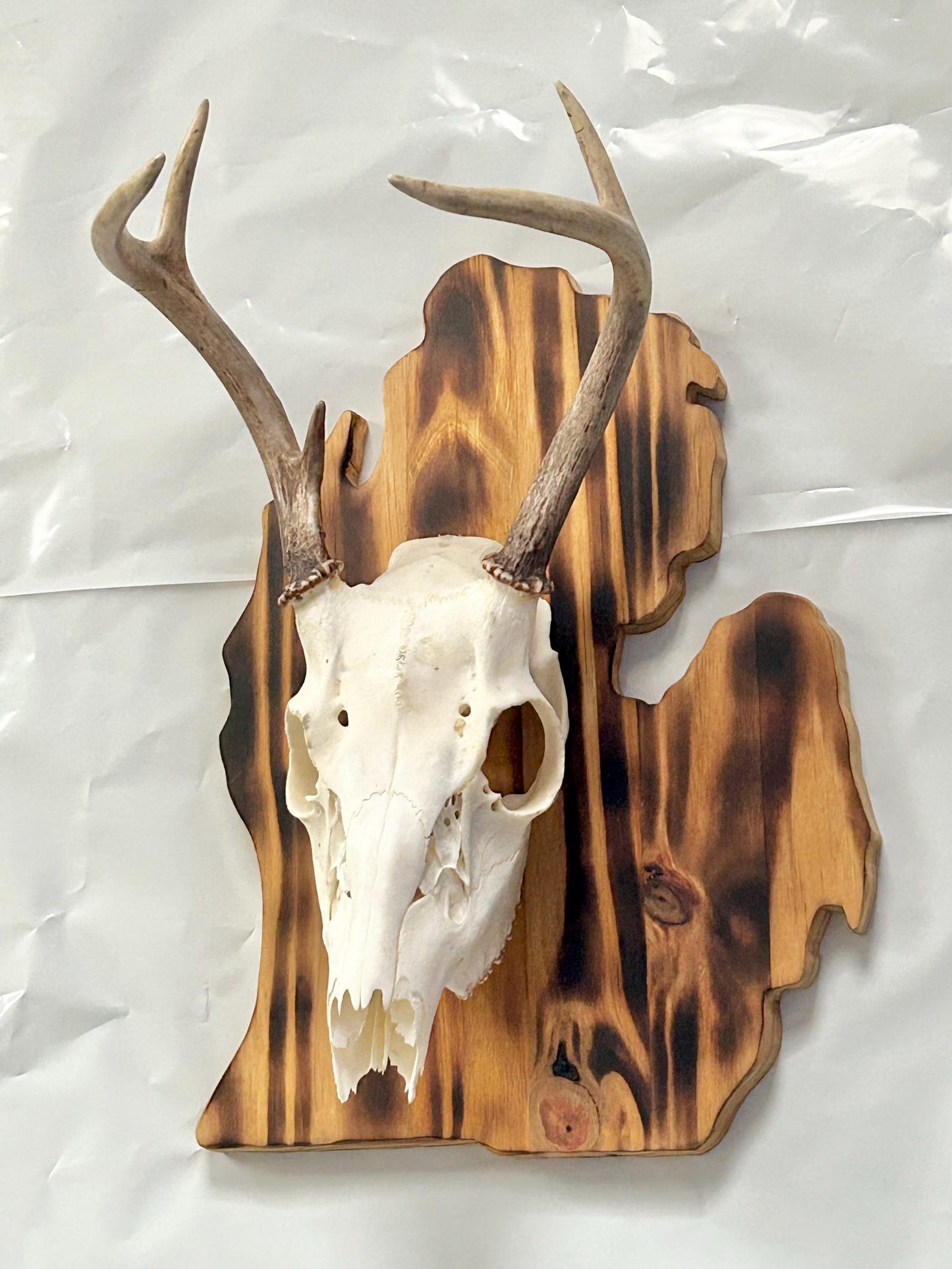 European Deer Skull Mount Plaque, Euro Mount Michigan Hand Crafted - Etsy