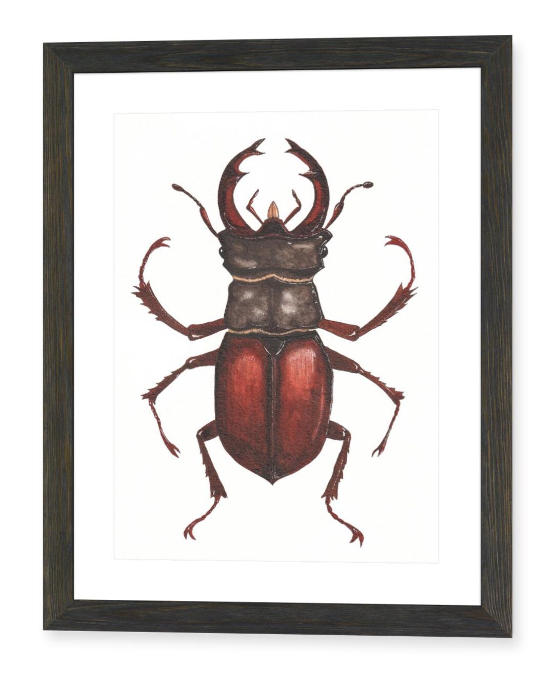 Stag Beetle Watercolor Fine Art Print 8x10 - Etsy