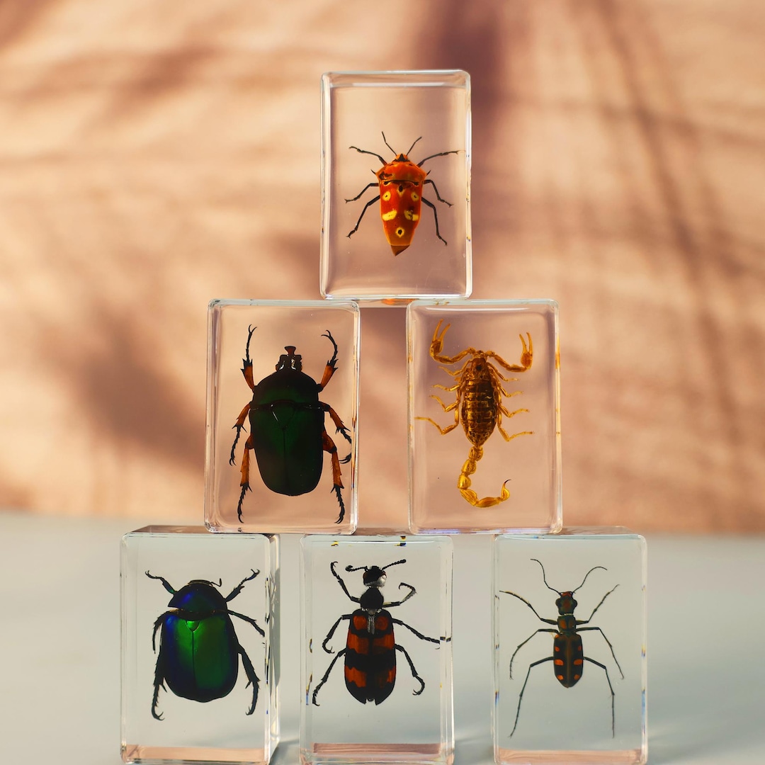Various Real Insect Specimens Made of Transparent Resin, for Entomology ...
