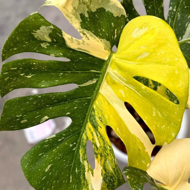 Variegated Monstera - Etsy