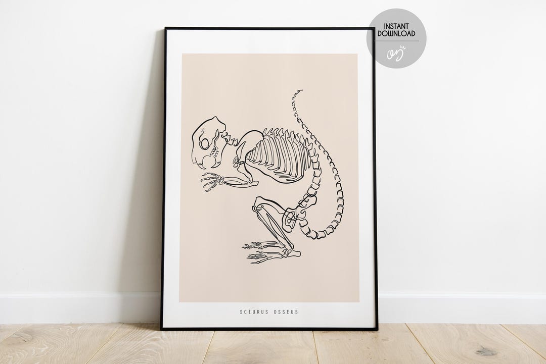 One Line Squirrel Anatomy Printable Biology Poster. Animal Skeleton ...