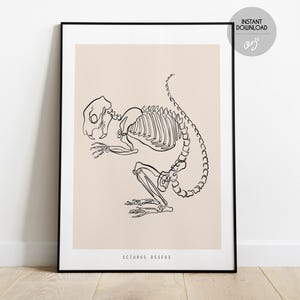 Squirrel Anatomy Art Print: One Line Animal Skeleton Poster (digital ...