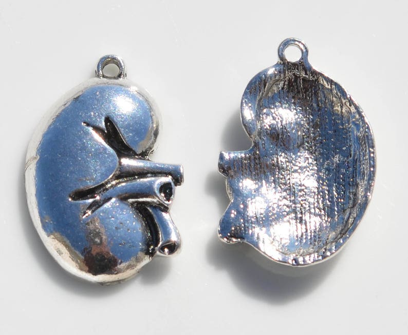 1 Anatomically Correct Silver Tone Kidney Charm SC5131 - Etsy