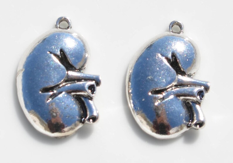 1 Anatomically Correct Silver Tone Kidney Charm SC5131 - Etsy