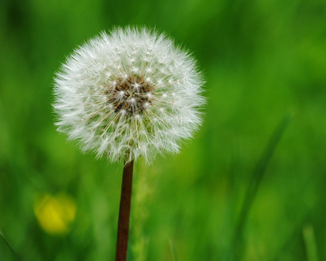 Dandelion - Nature Photography - Dandelion Wishes - Fine Art Photograph ...