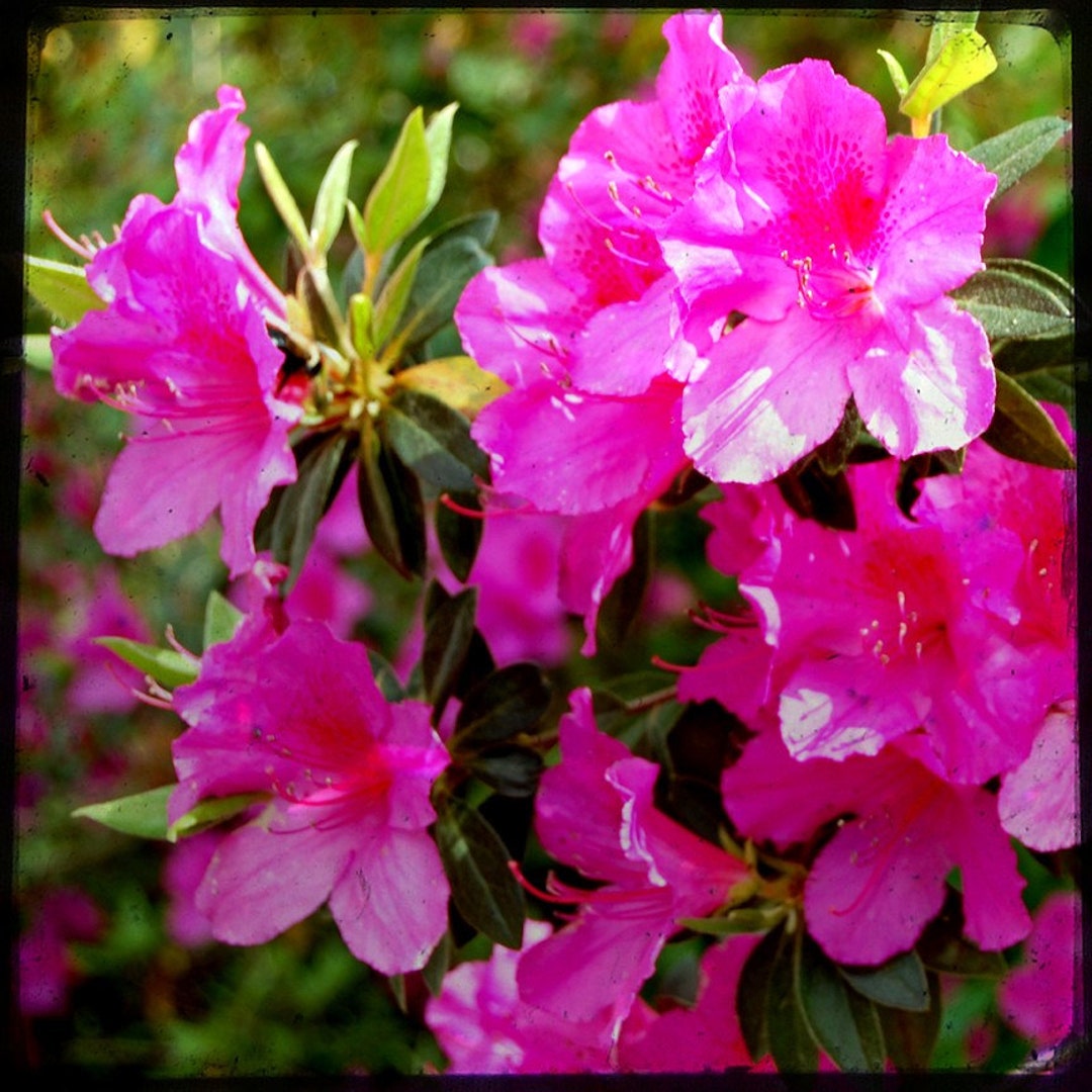Happy Azaleas - Flower Photo - Pink - Nature - Fine Art Photograph by ...